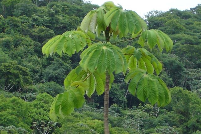 L’ENCYCLOPÉDIE – AM – compilado (1) – Seclusão Anagógica